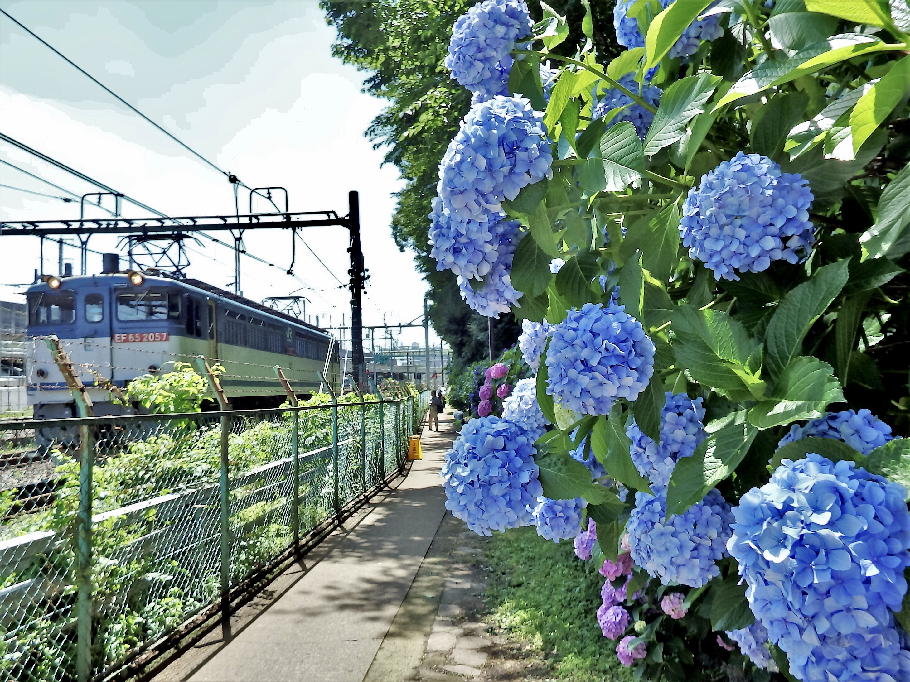 Hydrangea Viewing in and around Tokyo
